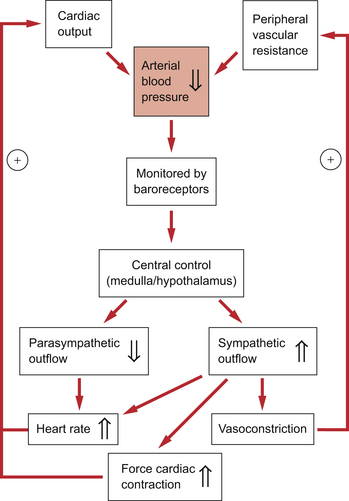 Blood Pressure Regulation Diagram