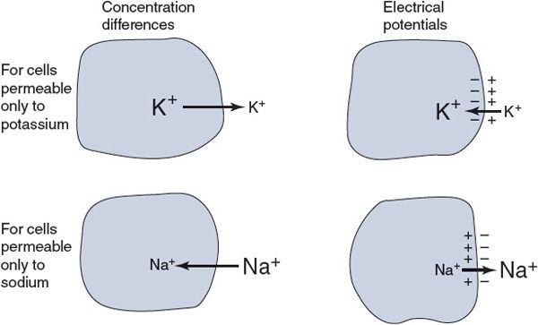 Electrical Events Of Cardiac Muscle Cells
